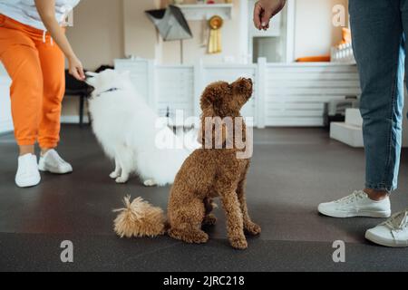 Brown Poodle and snow-white Japanese Spitz training together in pet ...