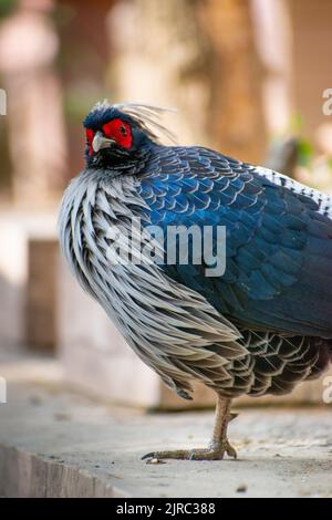 A closeup of a himalayan kalij pheasant Stock Photo - Alamy