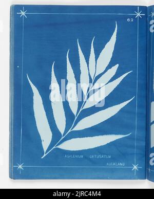 Asplenium obtusatum, Auckland. From the album: New Zealand ferns. 148 ...