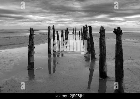 A grayscale of a group of old wood posts in Mersehead Sands, Dumfries ...