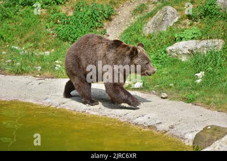 Braunbär im Wildpark in Grünau im Almtal, Österreich - Brown bear in ...