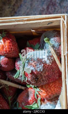 Strawberries with mold. Strawberry diseases and storage. Red ripe ...
