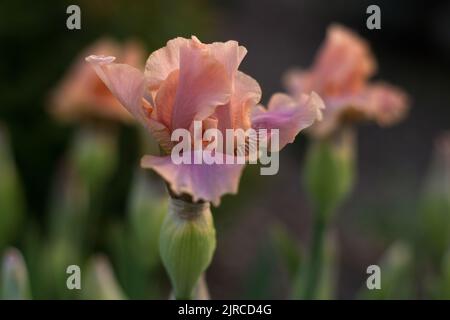 Blossoming cream beige iris acoma flower close-up amid other flowers ...