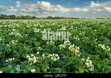 A blooming potato field near Winkler, Maniotba, Canada Stock Photo - Alamy