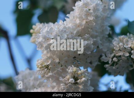 white blossoming lilac Syringa tree on a green background from leaves ...