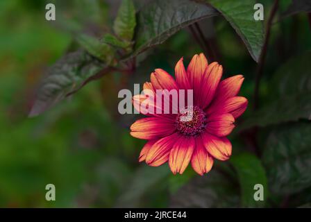 A Serenity bronze daisy flower in Riding Mountain National Park ...