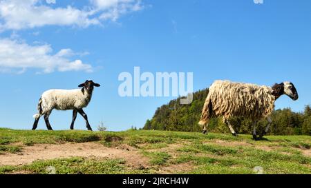 Mountain sheep of the Rava breed, in a mountain pasture Stock Photo - Alamy