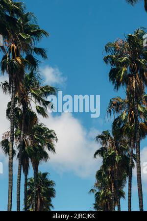 Low angle shot of a row of tropical palm trees with a blue clear sky ...