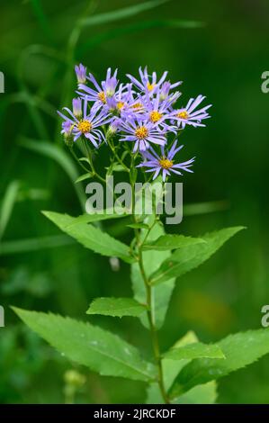 Blue aster flowers (Symphyotrichum laeve) blooming on the boreal forest ...