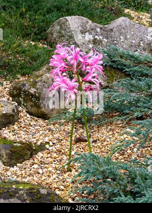 Nerine bowdenii Flower, Guernsey Lily, Pink Nerine Blooming, Jersey ...