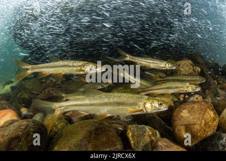 Sacramento pikeminnow (Ptychocheilus grandis) underwater in a clean ...