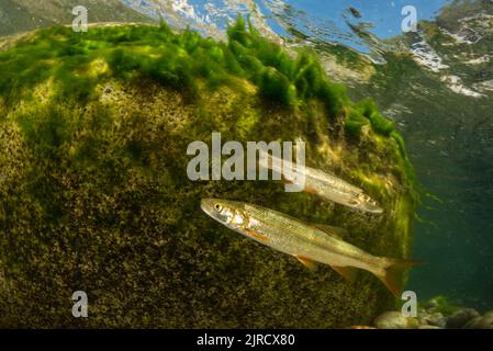 Sacramento pikeminnow (Ptychocheilus grandis) underwater in a clean ...