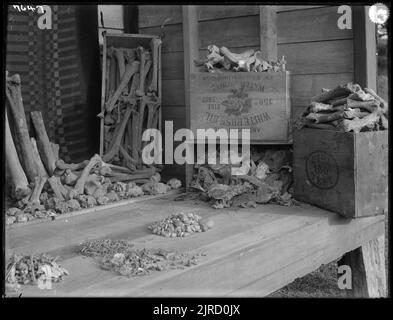 Moa bones found at Conoor Cave, 07.1914, by James McDonald Stock Photo ...