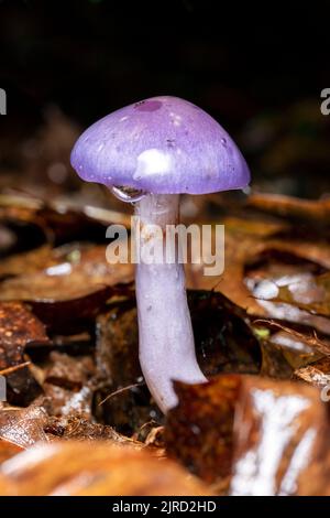 Spotted Cort or Viscid Violet Cort (Cortinarius iodes) - Pisgah ...