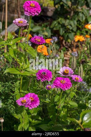 A miniature pink zinnia flower in a Florida backyard Stock Photo - Alamy