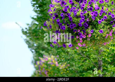 Hanging flower baskets on Calgary downtown streets in summer Stock ...