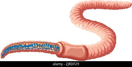 Earthworm anatomy concept vector illustration Stock Vector Image & Art ...
