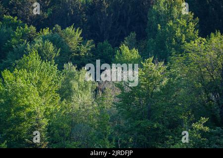 German forest photographed in Bavaria Nature Park Stock Photo - Alamy