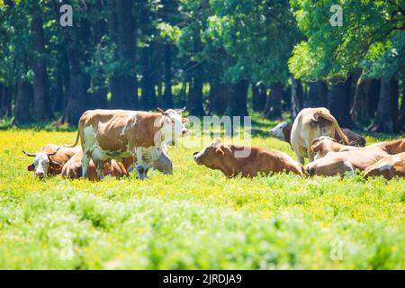 Lazy cows on pasture in nature park Lonjsko polje, Croatia Stock Photo ...