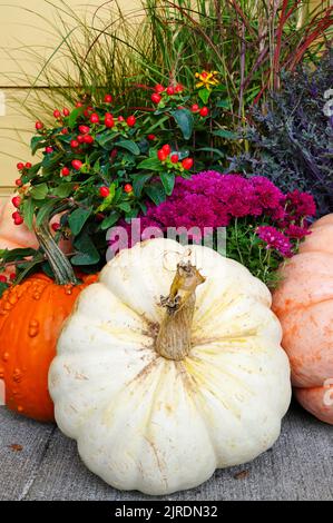 Colorful orange and green decorative pumpkins and gourds in the fall ...