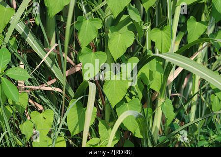 green grass over sugarcane plants at the farms of west bank of Nile in ...