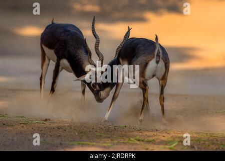 flock of blackbuck in the desert , The blackbuck, also known as the ...
