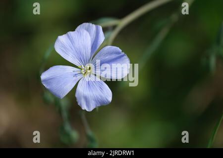 Lewis flax flower head close up in nature, tiny blue flower head Stock ...
