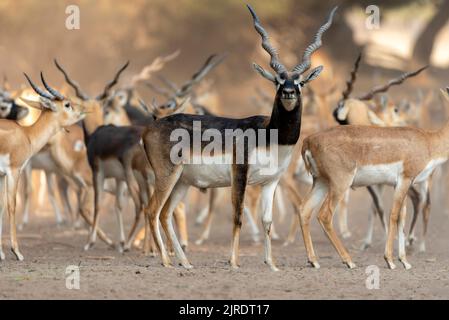 flock of blackbuck in the desert , The blackbuck, also known as the ...