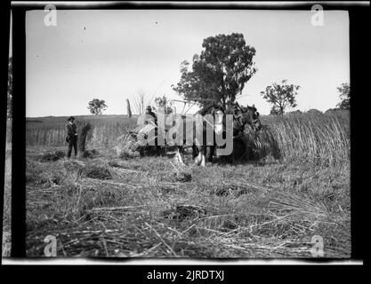 Harvester at work, 1922, Australia, maker unknown Stock Photo - Alamy