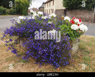 Flower display in wooden planter, Westerleigh Village Green, South ...