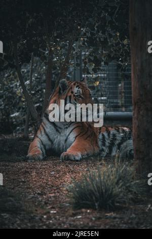 Vertical closeup of a tiger lying on the stone Stock Photo - Alamy