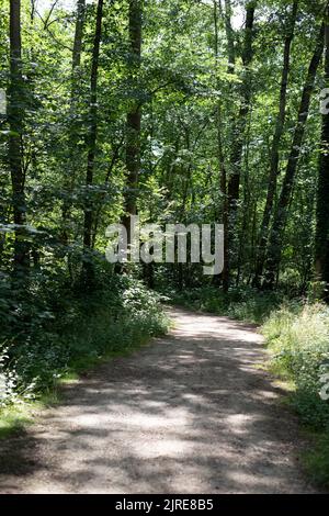 A narrow pathway in the forest Stock Photo - Alamy