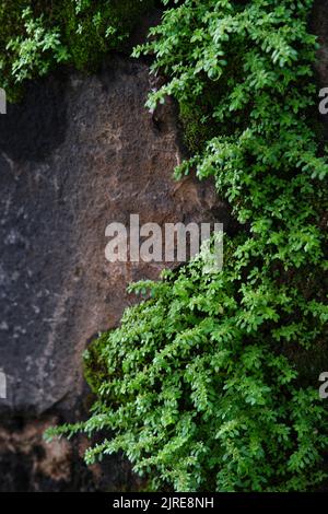 patches of moss growing on the wall Stock Photo - Alamy