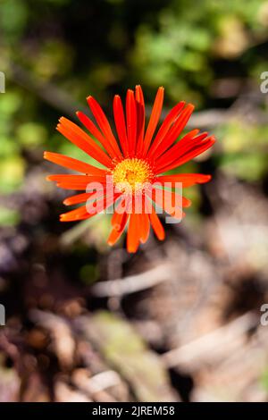 Gerbera jamesonii with yellow flowers also Barberton Daisy or Transvaal ...