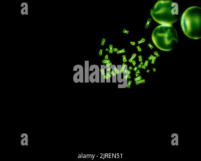 Chromosomes under fluorescence microscope, green colored Human ...