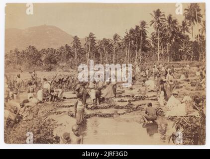 Inaga [sic] fishing, 1891-1920, by Thomas Andrew Stock Photo - Alamy