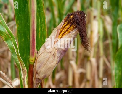 Closeup shot of a ripe maize ear with mature silk in a maize field ...