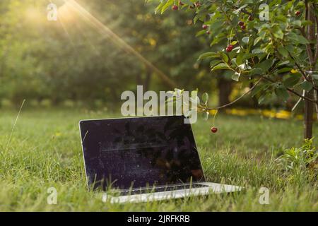 Laptop on green grass laptop and cherry tree Stock Photo - Alamy