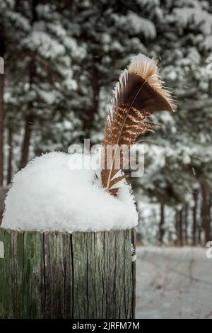 bird feather stuck in ice background Stock Photo - Alamy