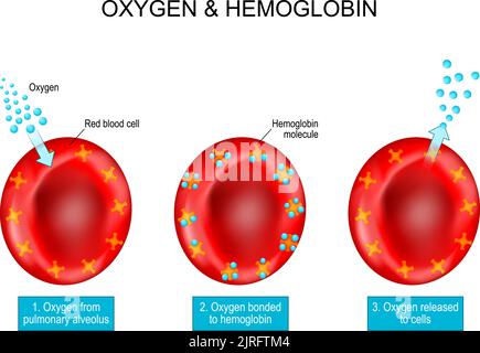 Oxygen and Hemoglobin. How our blood carries and releases oxygen. Red ...