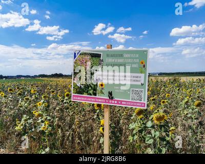 Illustration picture shows 'The Raffinerie Tirlemontoise' who has laid ...