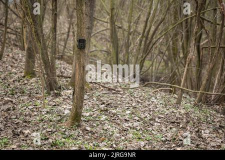 Small game camera attached to a thin tree in spring forest Stock Photo ...
