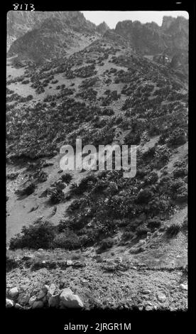 Alpine Tussock, circa 1922, by Dr Leonard Cockayne F.R.S Stock Photo ...