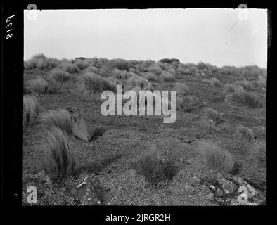 Alpine Tussock, circa 1922, by Dr Leonard Cockayne F.R.S Stock Photo ...