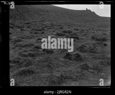 Alpine Tussock, circa 1922, by Dr Leonard Cockayne F.R.S Stock Photo ...