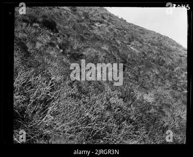 Alpine Scrub, circa 1922, by Dr Leonard Cockayne F.R.S Stock Photo - Alamy