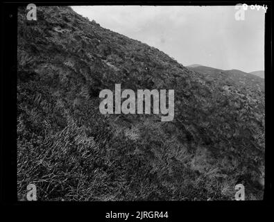 Alpine Scrub, circa 1922, by Dr Leonard Cockayne F.R.S Stock Photo - Alamy