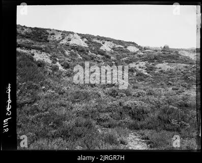 Alpine Herbfield, circa 1922, by Dr Leonard Cockayne F.R.S Stock Photo ...
