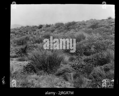 Alpine Herbfield, circa 1922, by Dr Leonard Cockayne F.R.S Stock Photo ...