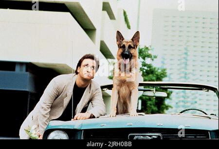 THE DOG JERRY LEE, JAMES BELUSHI, K-9, 1989 Stock Photo - Alamy